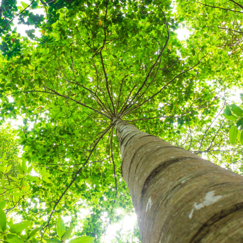 Genetically Engineered 'Super Wood' Offers Breakthrough in Carbon ...
